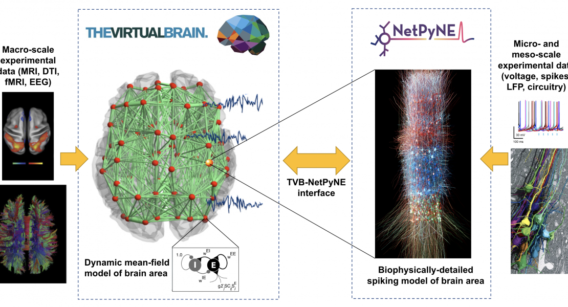 Awarded new NIH funding to interface NetPyNE and The Virtual Brain tools | Dura-Bernal Lab